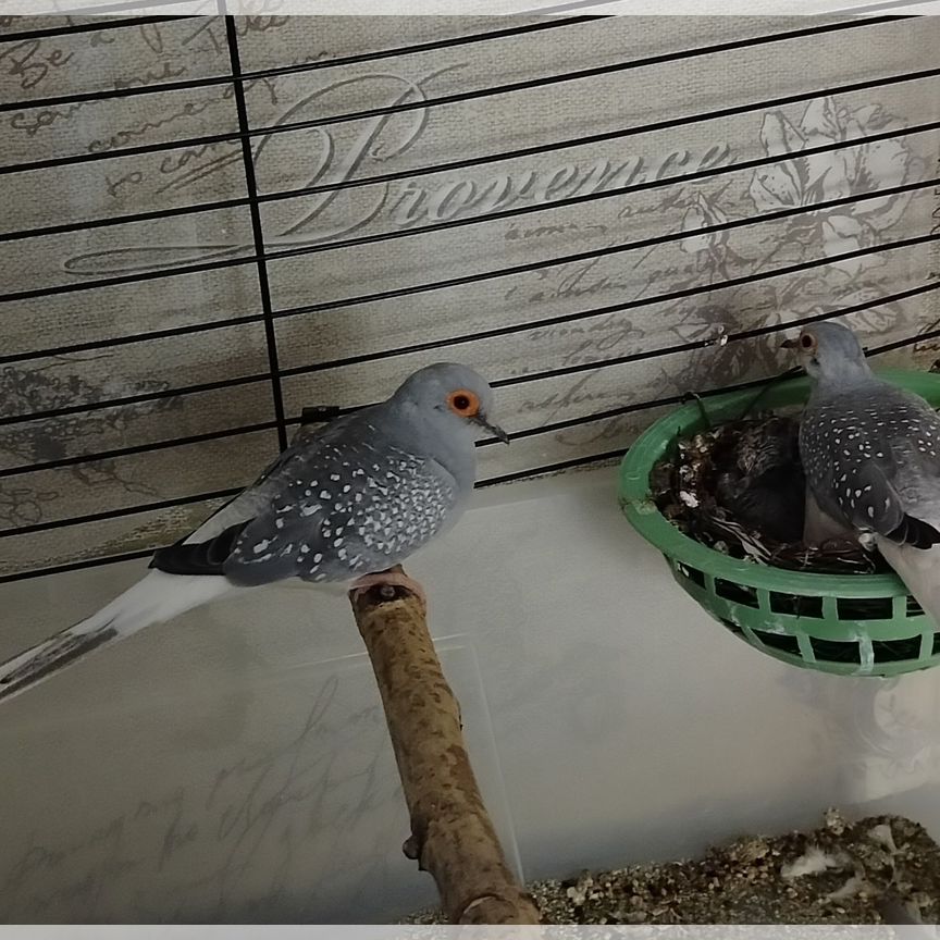 Бриллиантовые горлицы