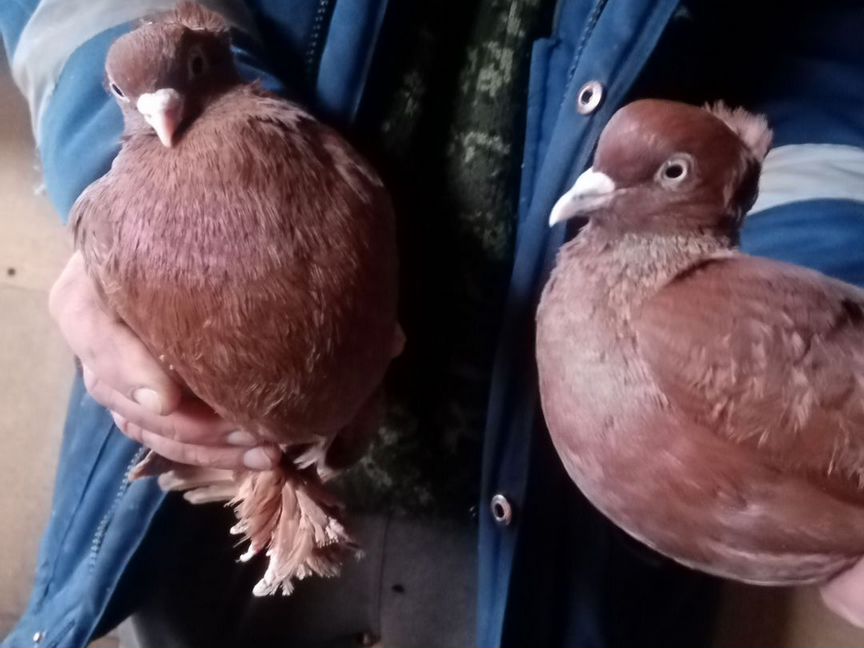 Продажа или обмен голубей