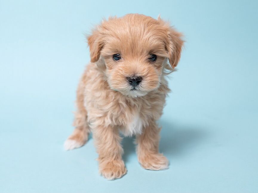 Мальтипу F1 девочка стандарт