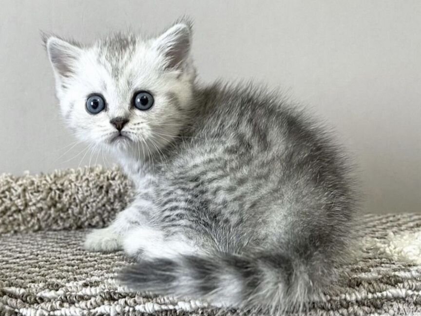 Плюшевая Шотландская Кошечка Серебристый Вискас