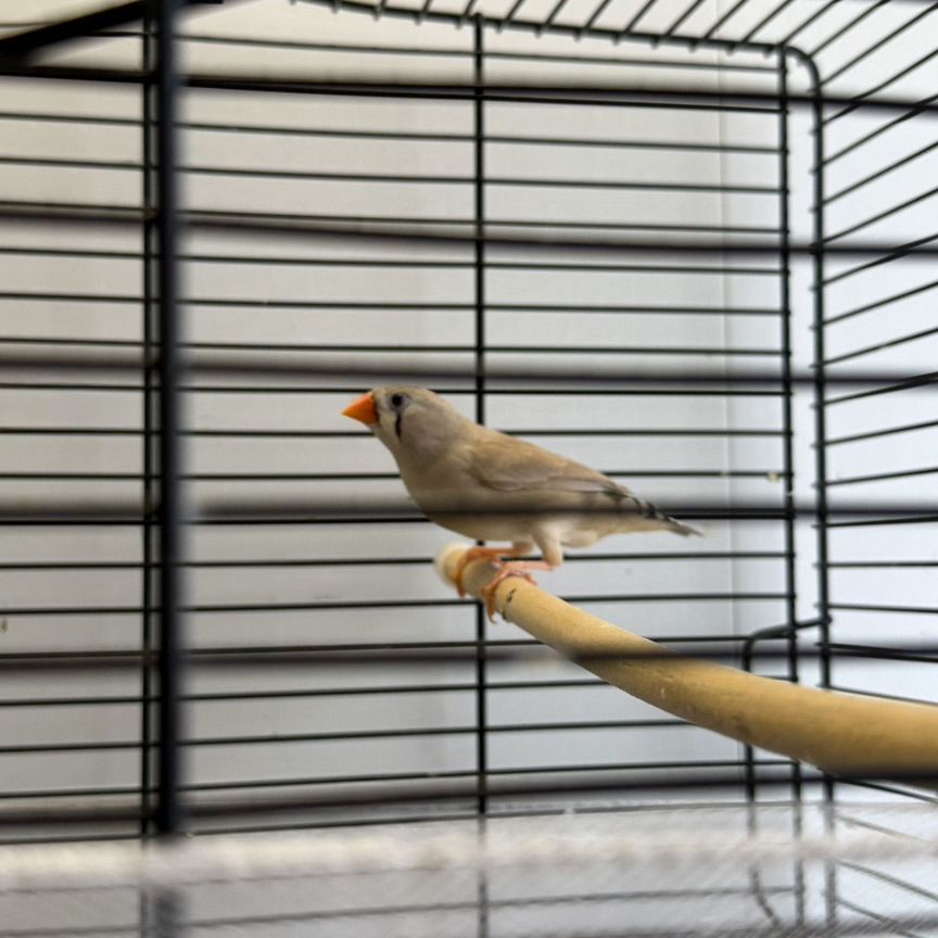 Амадина девочка