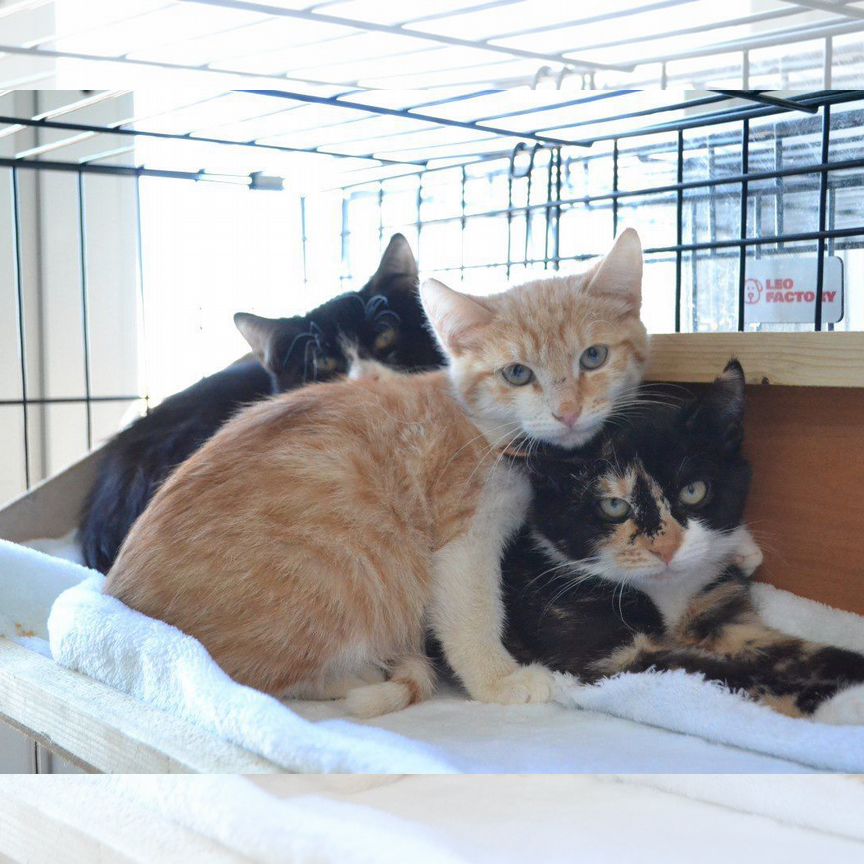 Котята