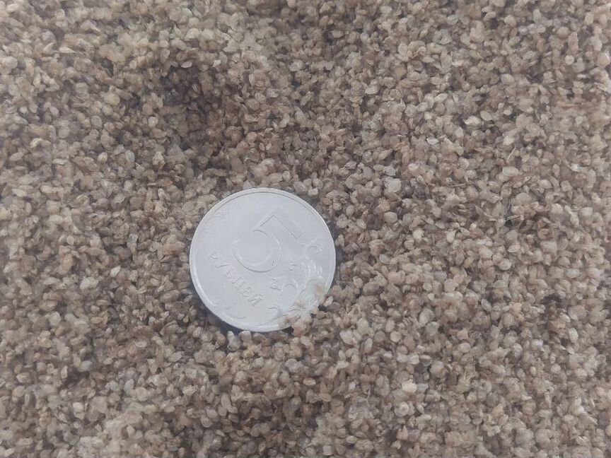 Дафния сухая