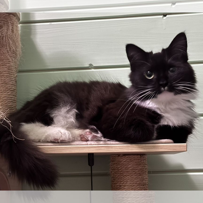 Сибирский котёнок