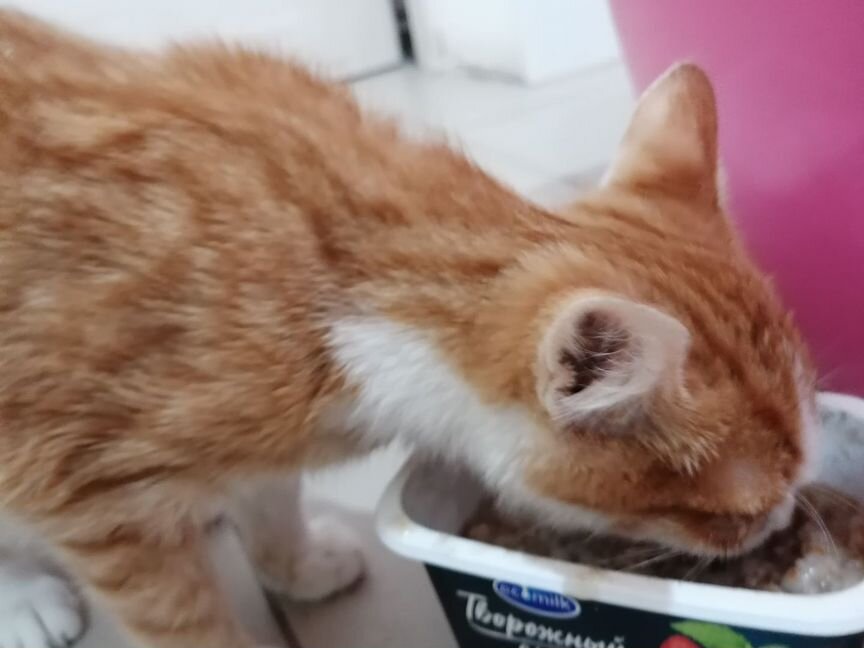 Котята, 1 вислоухая, 2 обычные