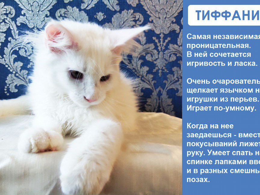 Мейн-кун королевна из клубного питомника