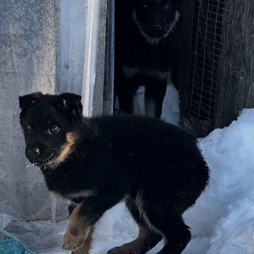 Щенки подкинули скулят замерзнут