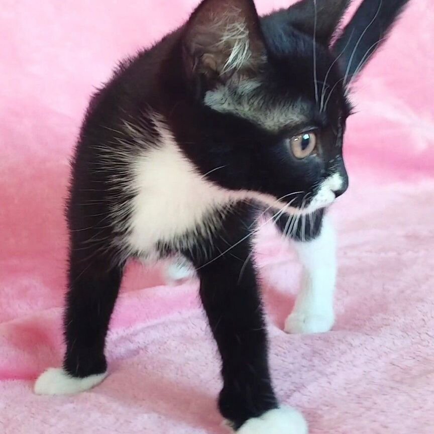 Тайский котёнок