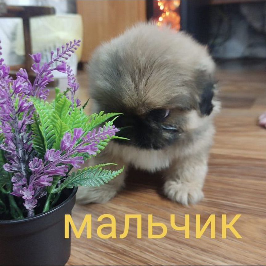 Щенки пикинеса