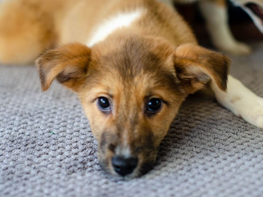 Щенок в добрые руки бесплатно