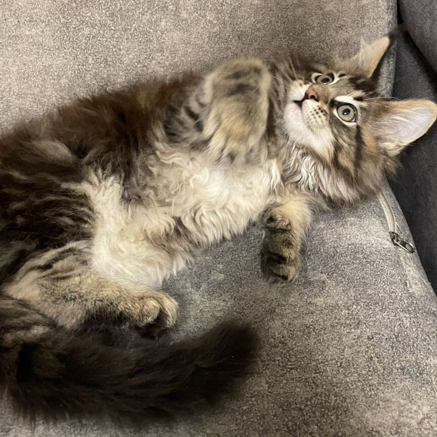 Мейн-кун котёнок