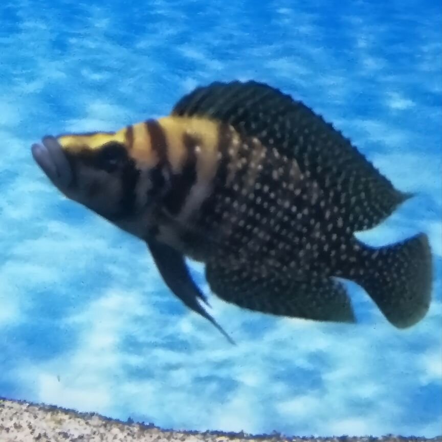 Альтолампрологус кальвус блек пекторал