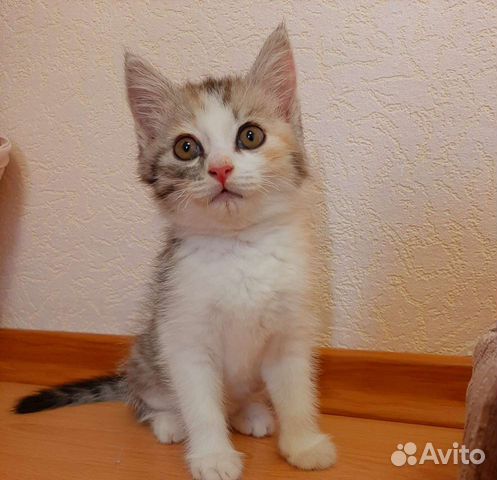 Котёнок