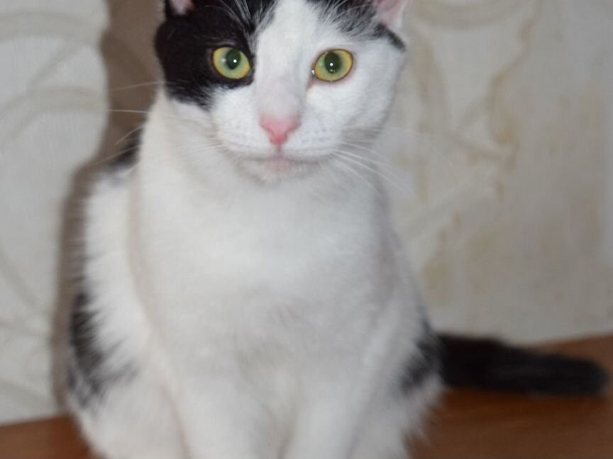 Котёнок мальчик озорной весёлый хороший добрый