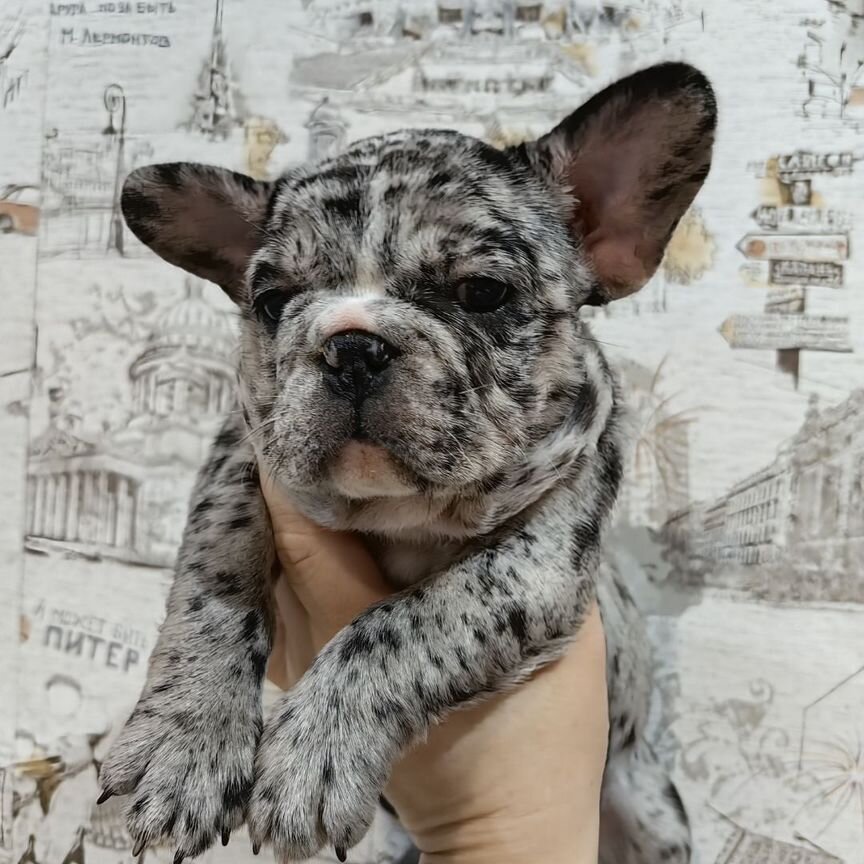 Французский бульдог девочка