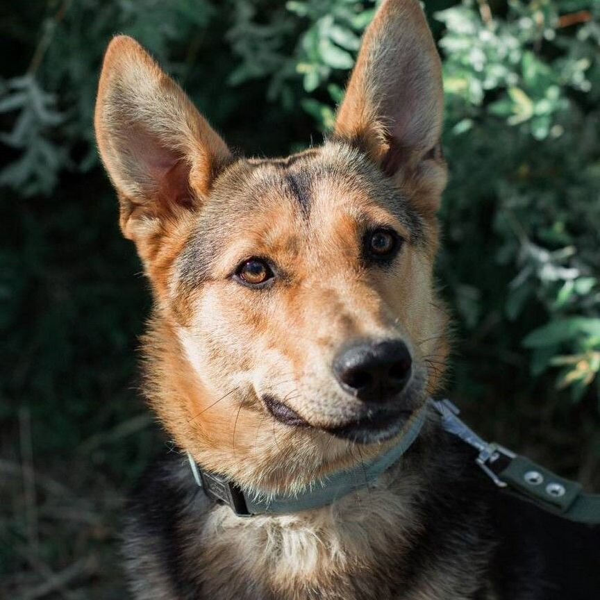 Собака в добрые руки отдам бесплатно