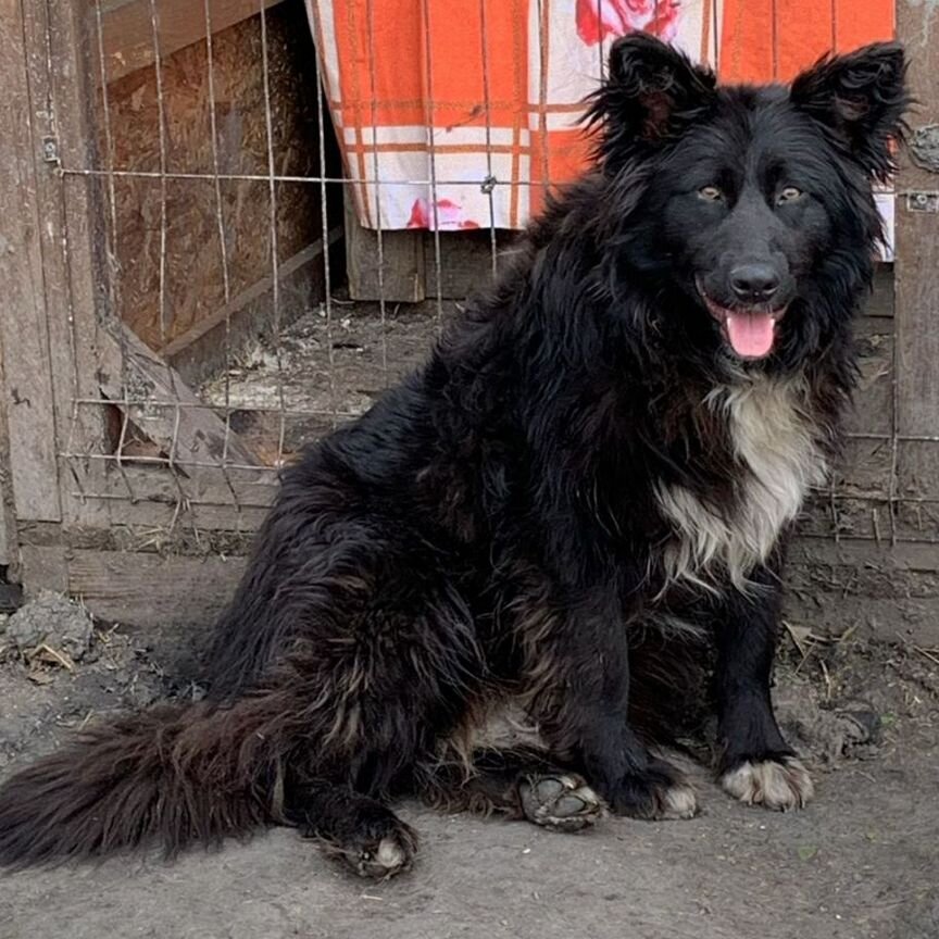 Взрослая собака в добрые руки