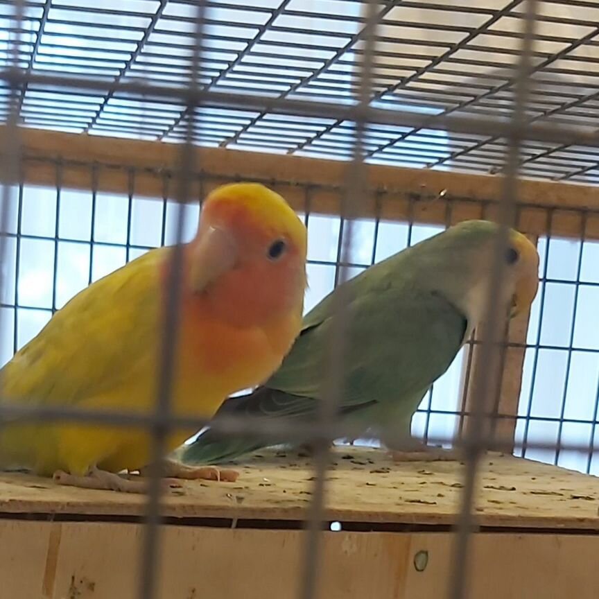 Попугай неразлучники отдам