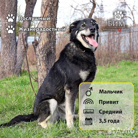Шелдон