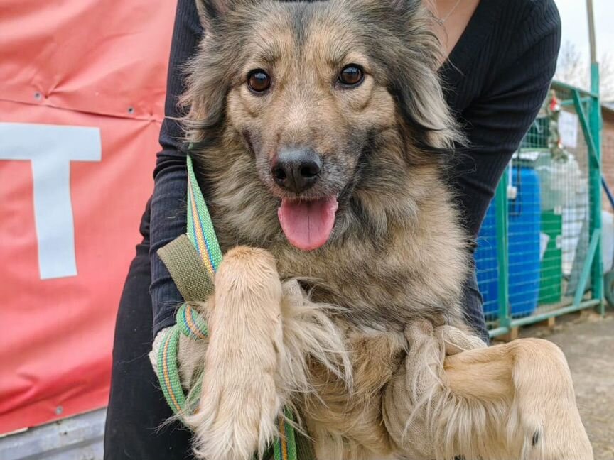 Дина, собака из приюта в добрые руки