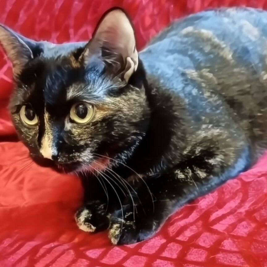 Взрослая, кошка в добрые руки