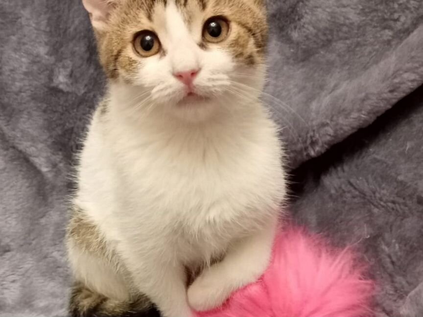 Ласковый мальчик