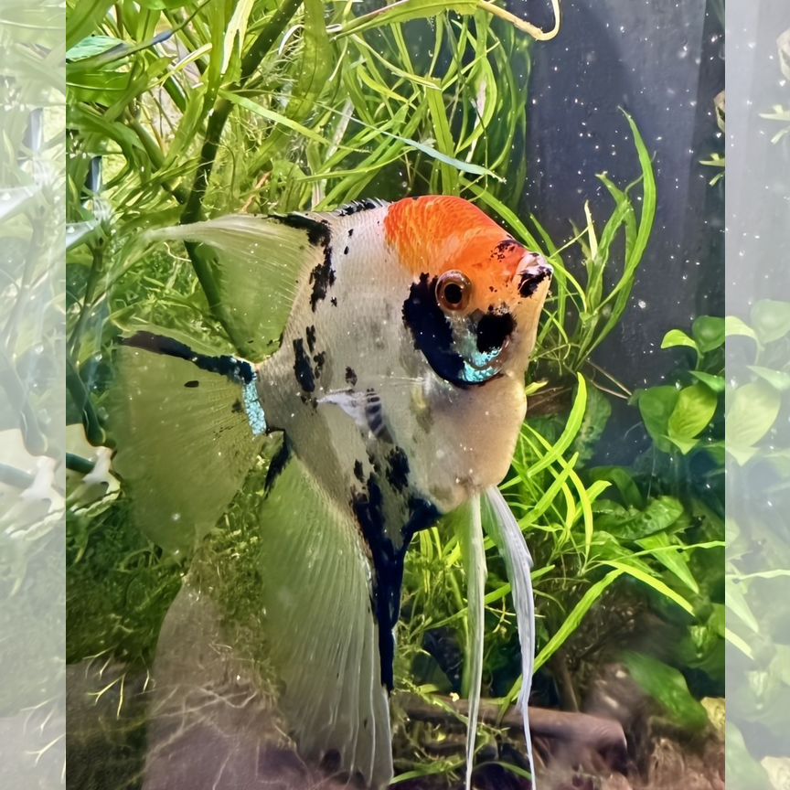 Рыбки скалярии