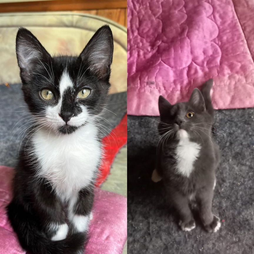 Котята 4 месяца