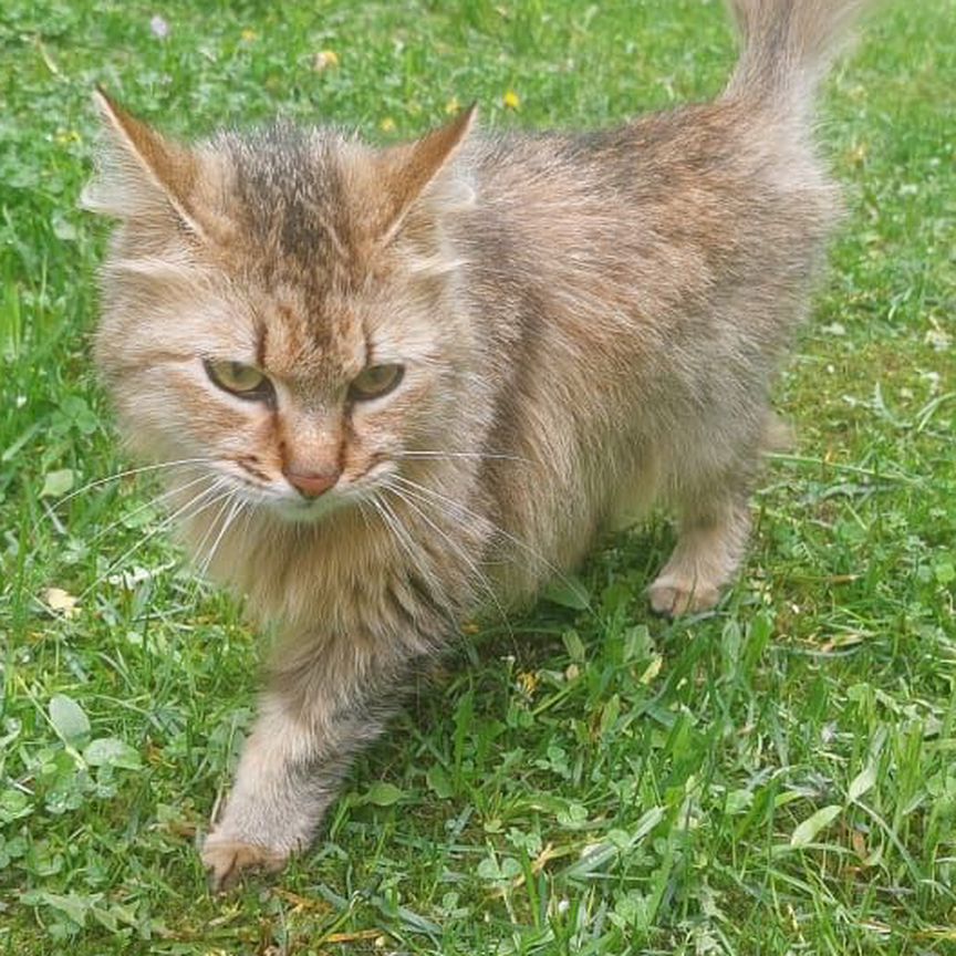 Кошка брошенная на улице