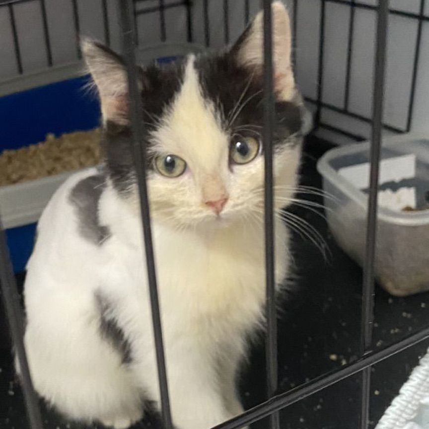 Котенок в добрые руки