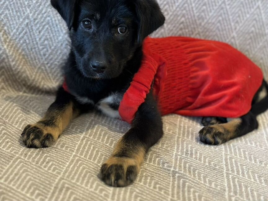 Щенок в добрые руки