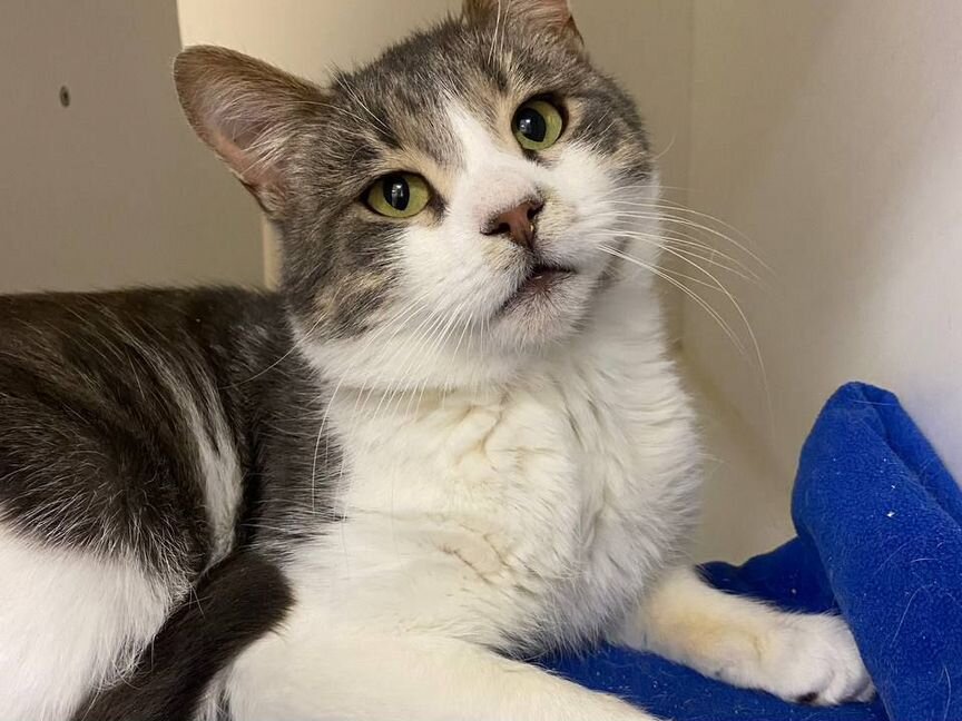 Котик в добрые руки