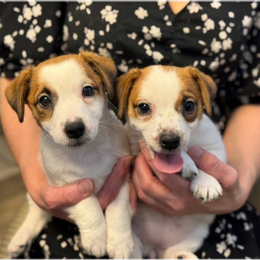 Джек-рассел-терьер, щенок