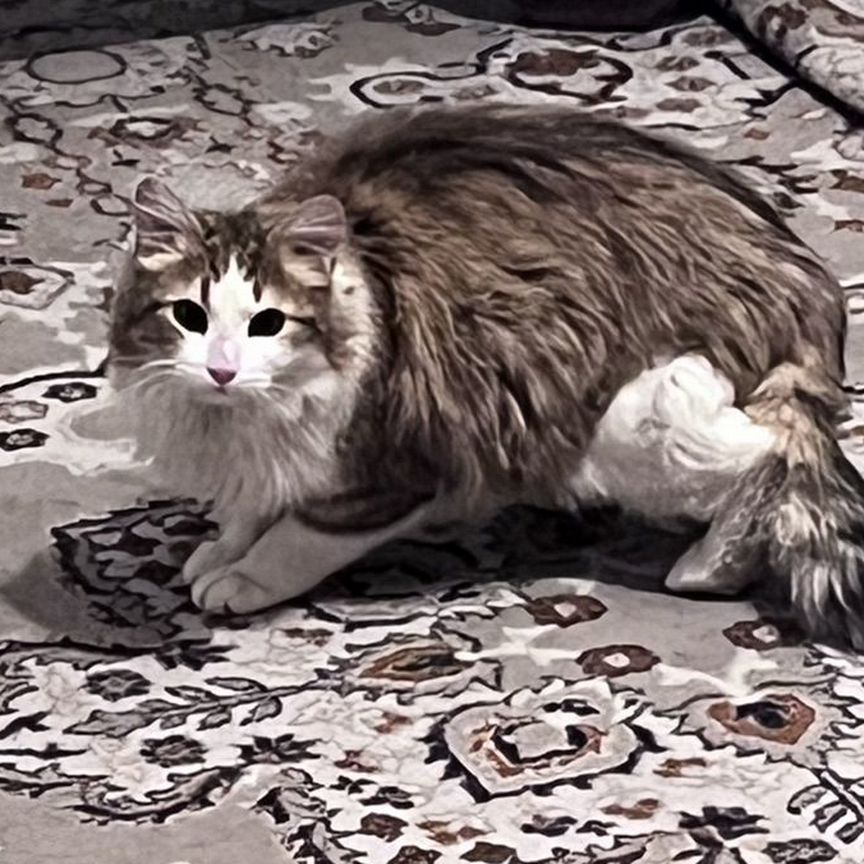 Взрослая, кошка в добрые руки