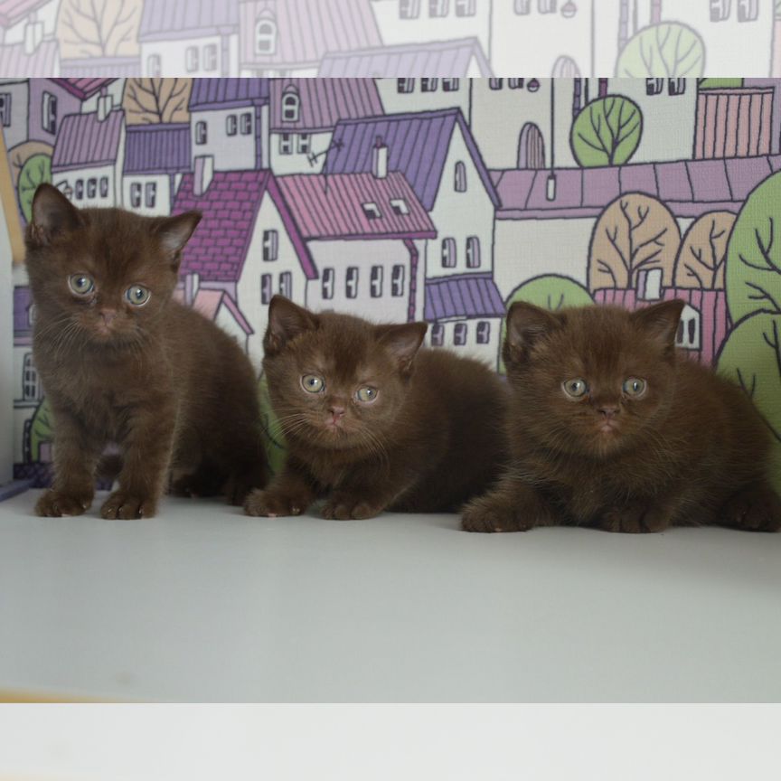 Британский короткошёрстный котёнок