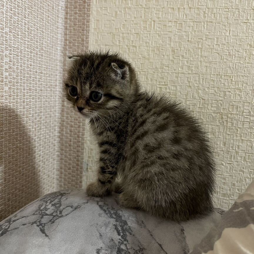Шотландский вислоухий короткошёрстный котёнок