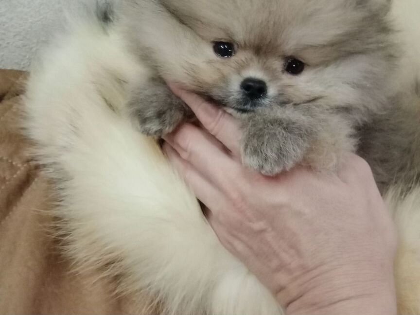 Померанский шпиц медвежьего типа