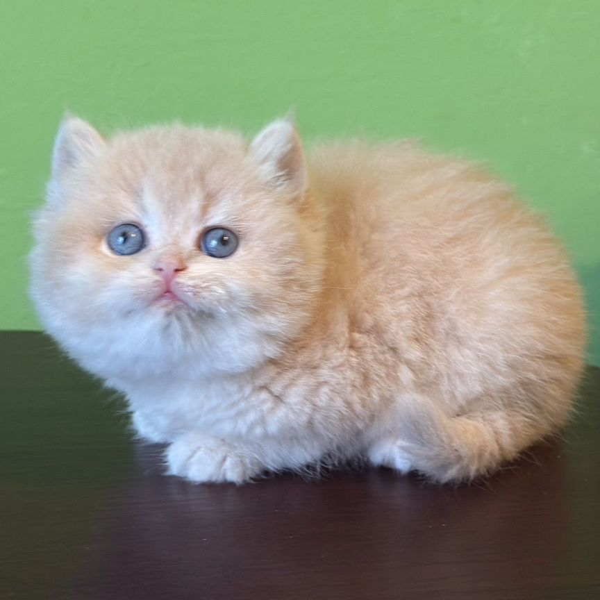 Британский короткошёрстный котёнок