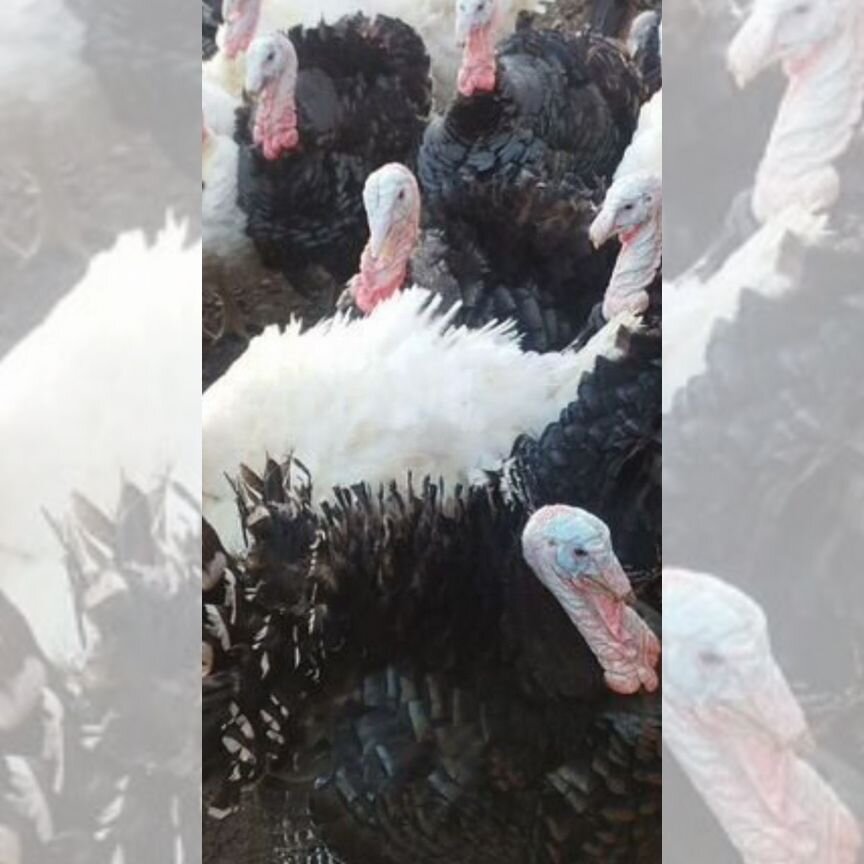 Индюки живым весом или мясом