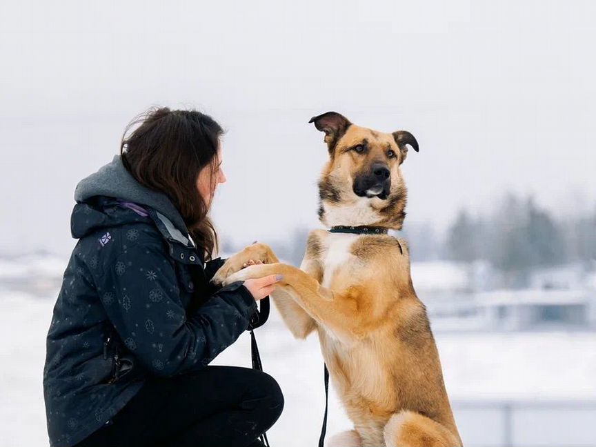 Собака Амур из приюта бесплатно в добрые руки