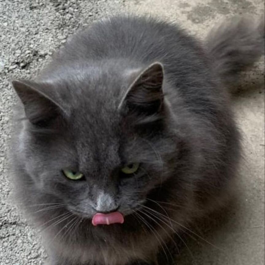 Котик 1,5-2 года