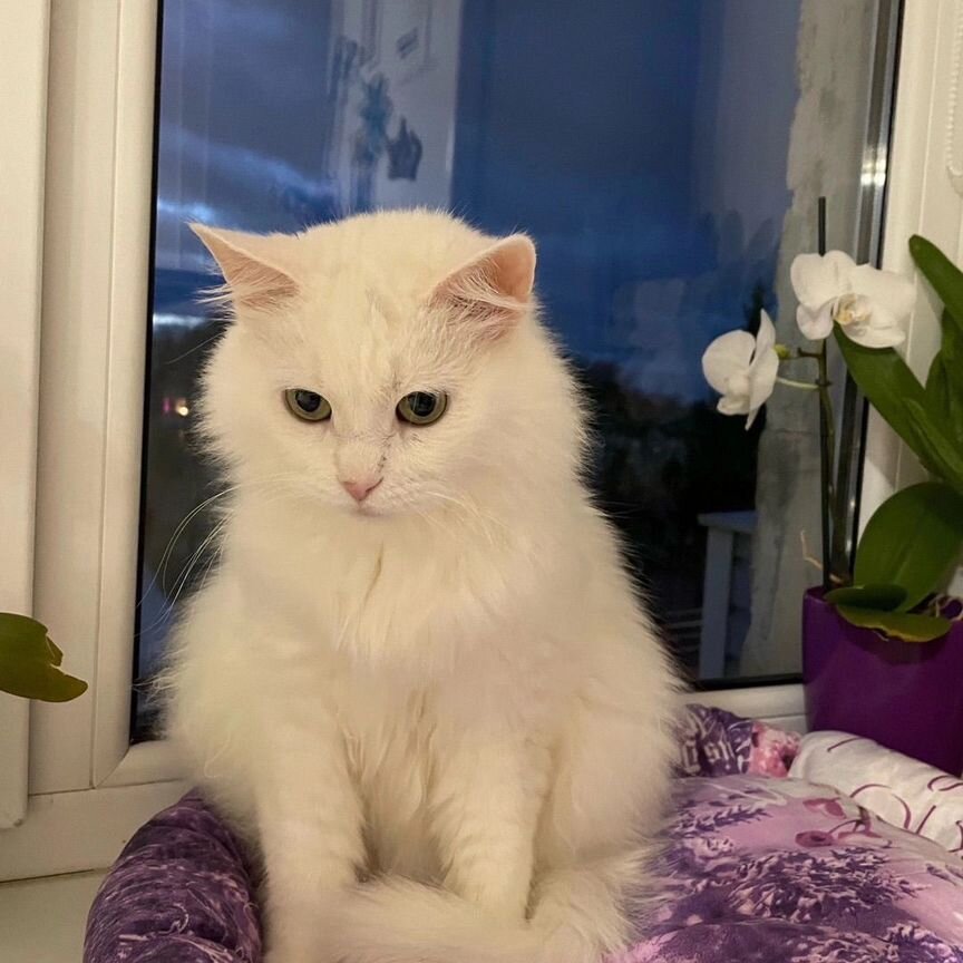 Лежанка для собак и кошек