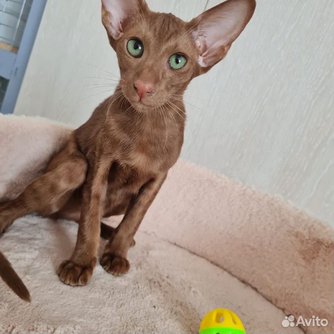 Циннамоновая красавица