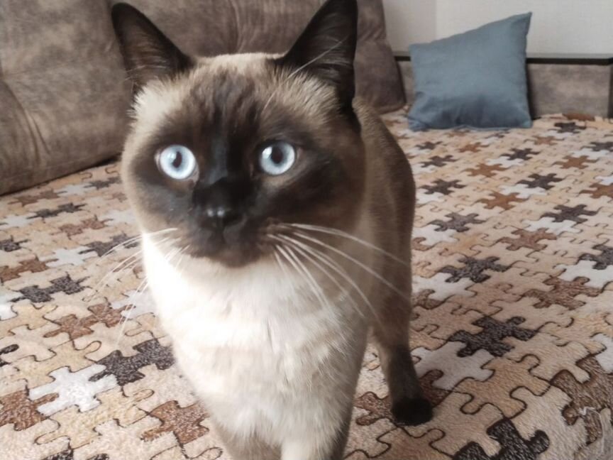 Кошки породистые