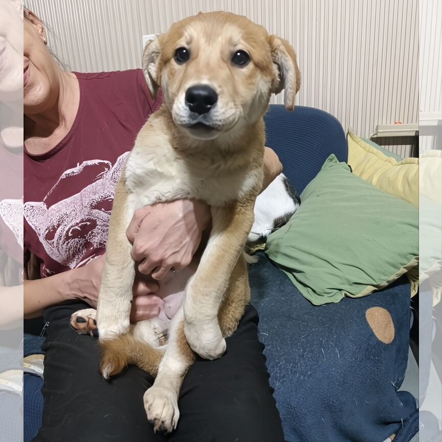 Щенок в добрые руки