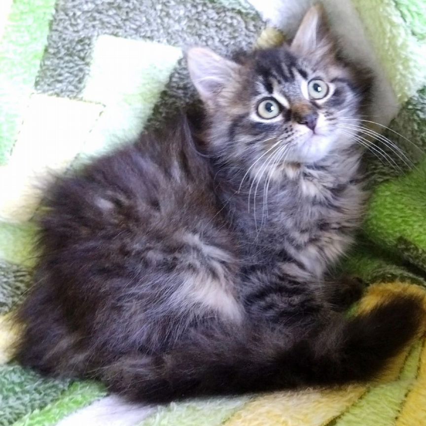 Сибирские котята