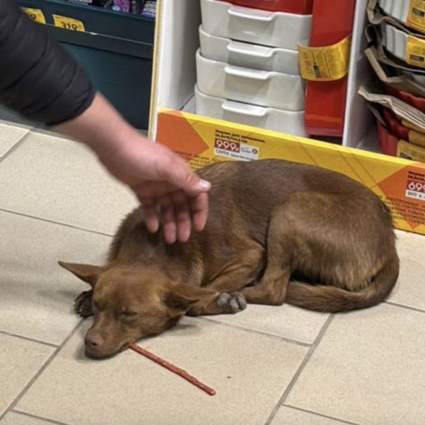 Нашли собаку