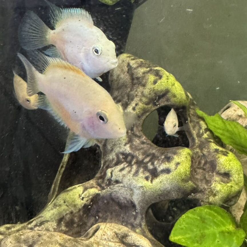 Цихлида фламинго