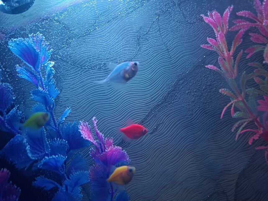 Рыбка аквариумная тернеция