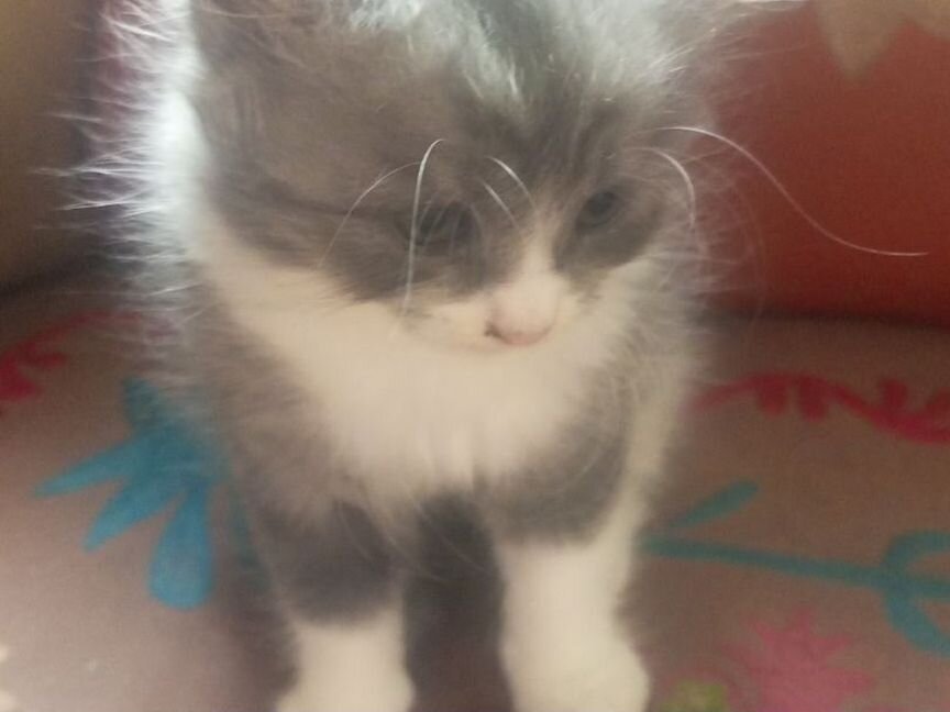 7 котят Ангорской кошки